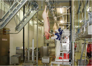 Pig Slaughtering | Renner Schlachthaustechnik